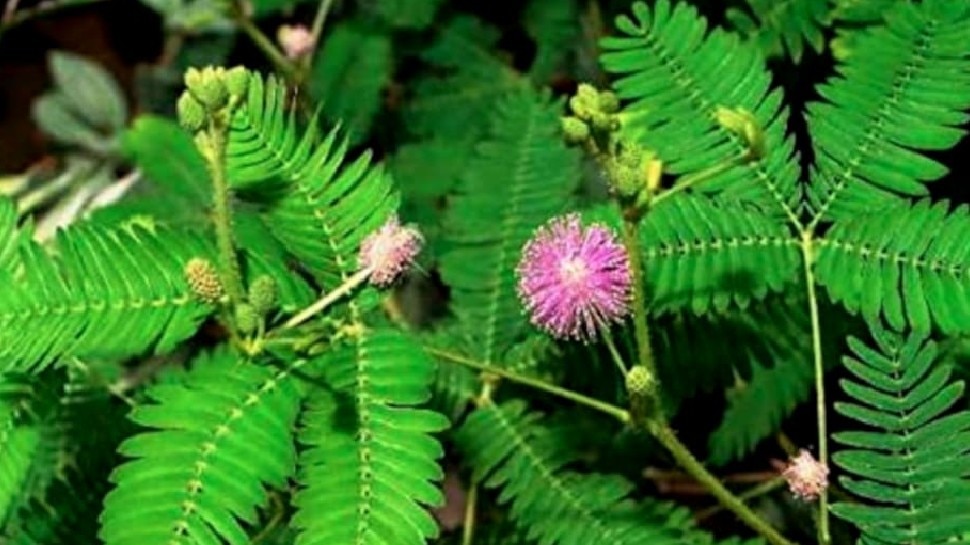 plant shami at home for health benefits and stomach related problems ...