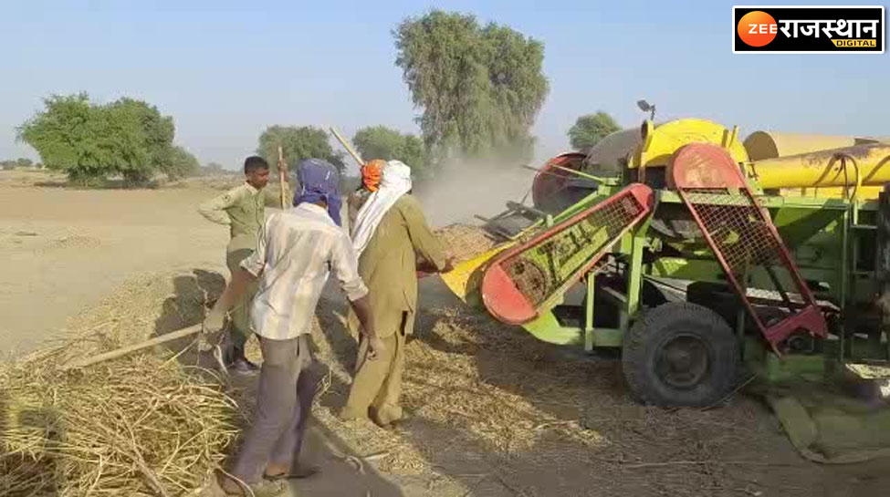 Khajuwala farmers eyes shine with the fast rising price of gwar ...