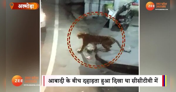 Tiger found dead after roaring on street in almora cctv video of bagh ...