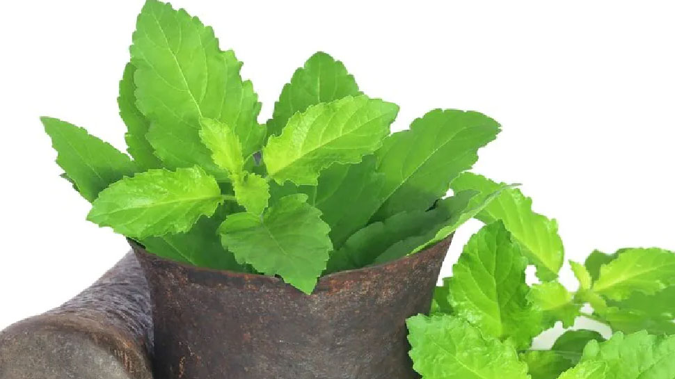 Why tulsi leaf mix in Ganga jal, health benefits tulsi patte ke fayde ...
