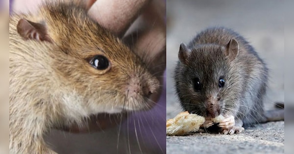 Rat Control Tips How Keep Rodents Away From Home Peppermint oil ...