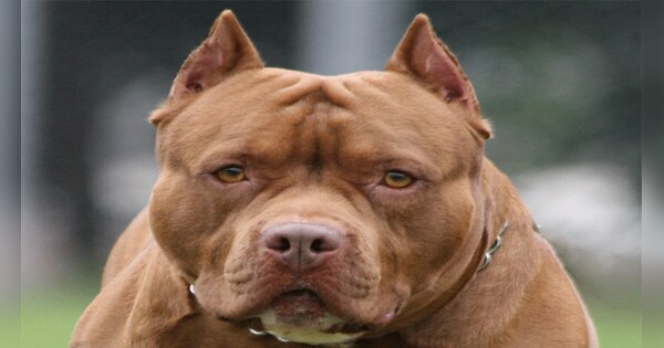 PittBull pet dog in Gurugram Big problam pay 2 lakhs compensation mcd ...