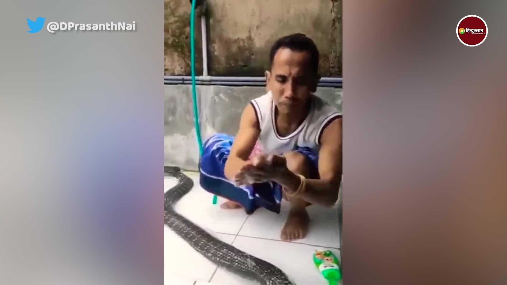 shocking viral video of a man bathing snake with shampoo goes viral | किंग कोबरा को शैंपू लगाकर ...