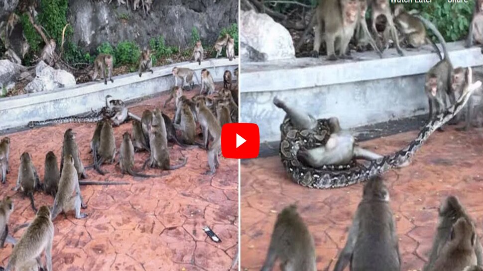 Man eater Python tries to swallow monkey by holding it see how other monkeys fought for friend ...