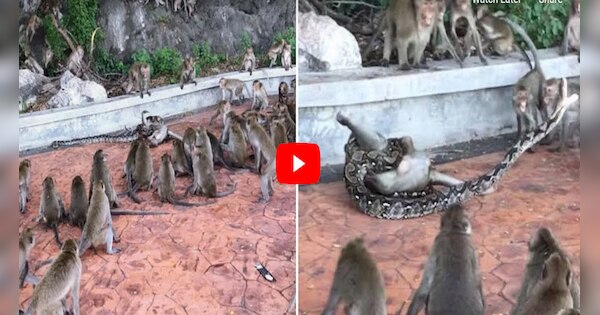 Man eater Python tries to swallow monkey by holding it see how other ...
