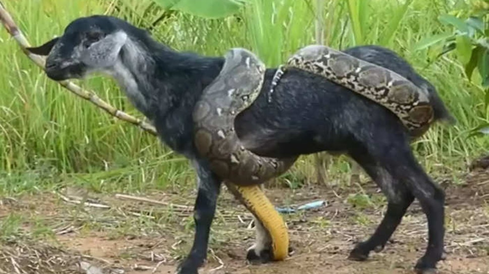 man eater giant python attack goat village boys saved helpless animal ...