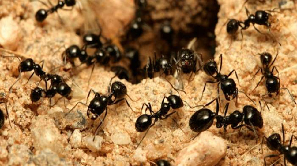 Black Ants Significance ghar me cheetiyon ke nikalne ka matlab astro ...