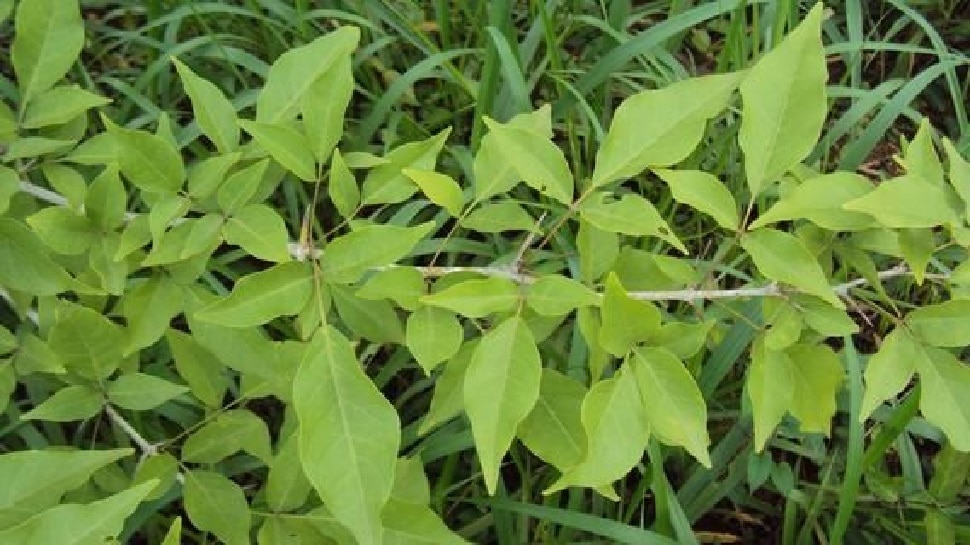 Belpatra Astro Benefits: सारे वास्‍तु दोषों का तोड़ है यह शक्तिशाली ...