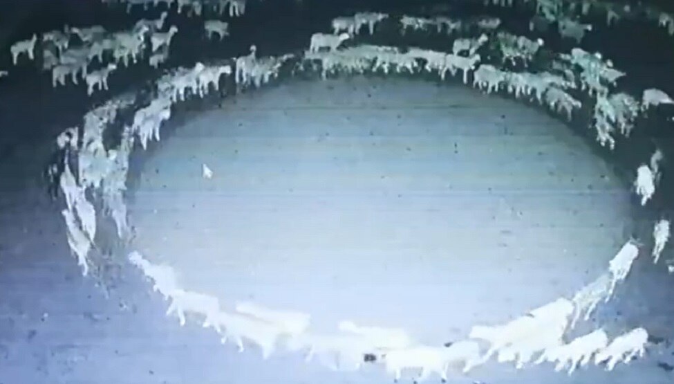 shocking video of sheep walking in circle for twelve days and continue ...