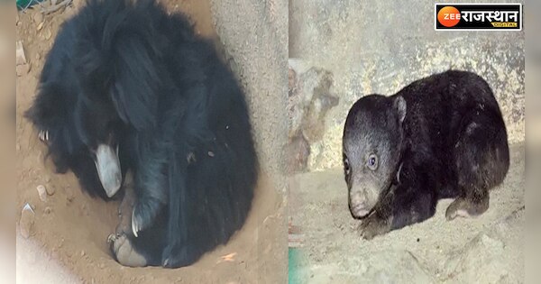Female bear Jhumri gave birth to a baby in Jaipurs Nahargarh Biological ...