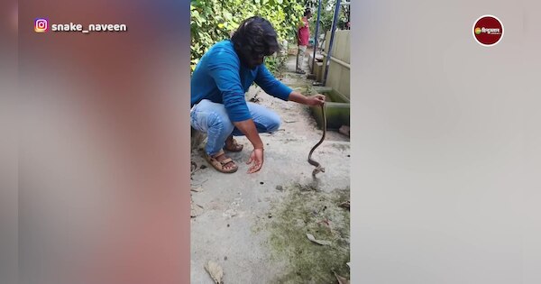 person lifting snake with bare hands hiding among stones | नंगे हाथों ...