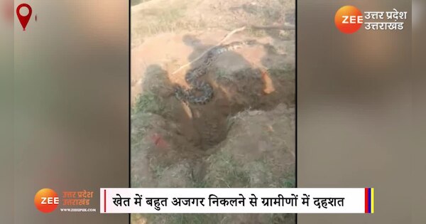 Jalaun stir among villagers due to giant python know how rescued azgar ...