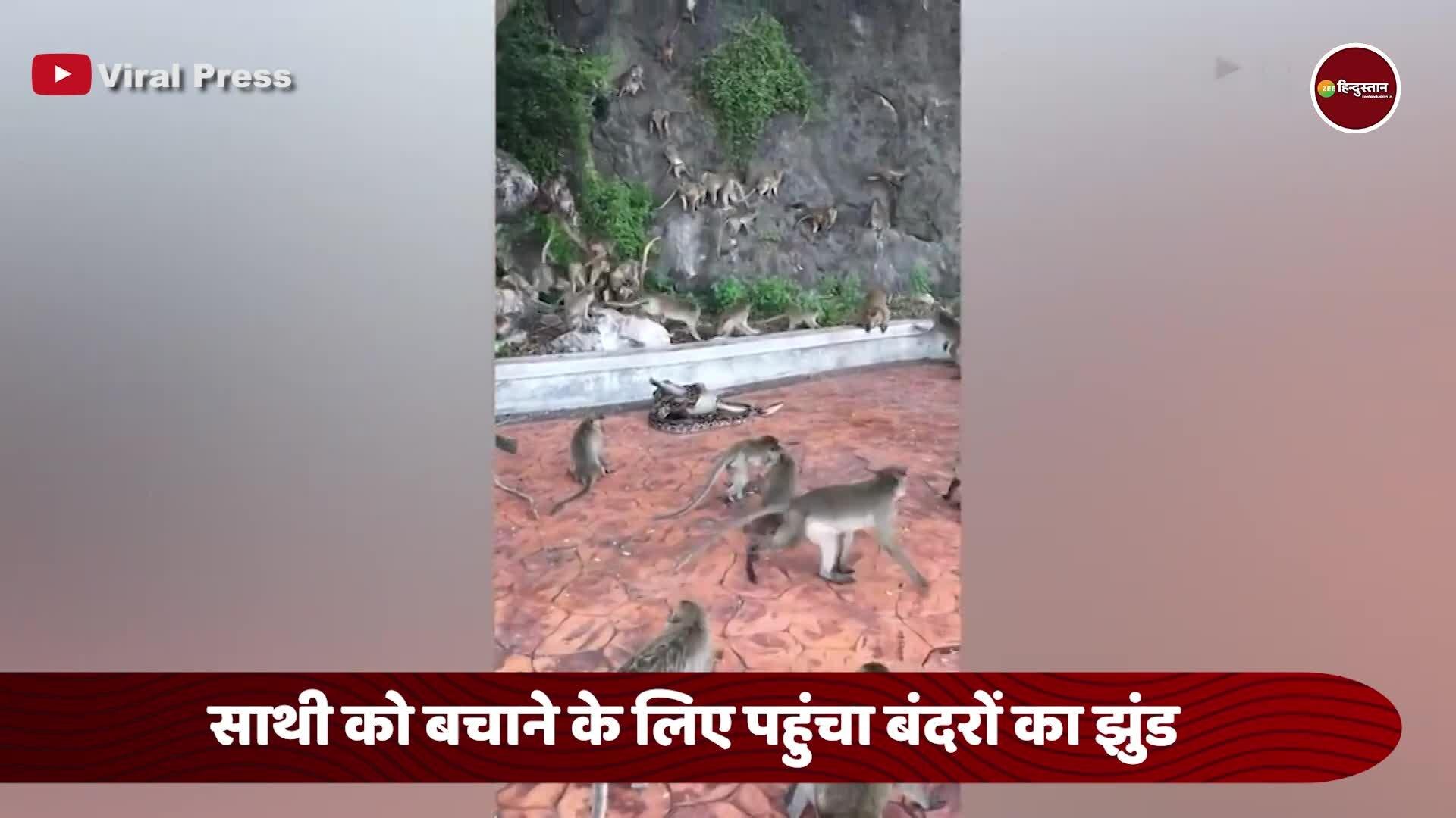 monkey gets hunted by a python snake tries to get out with the help of ...