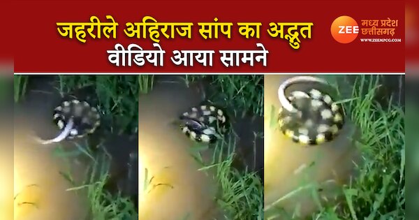 Poisonous Ahiraj snake did hunting of king cobra Ahiraj ne kiya sanp ka ...