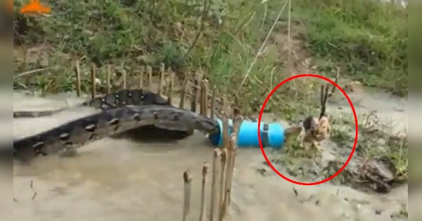 Snake Video: Python attack on Chicken trap clip viral on social media | Snake Video: पानी के ...