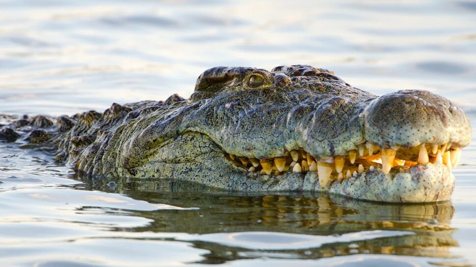 crocodile gustave who killed 300 people is called serial killer | ये है ...