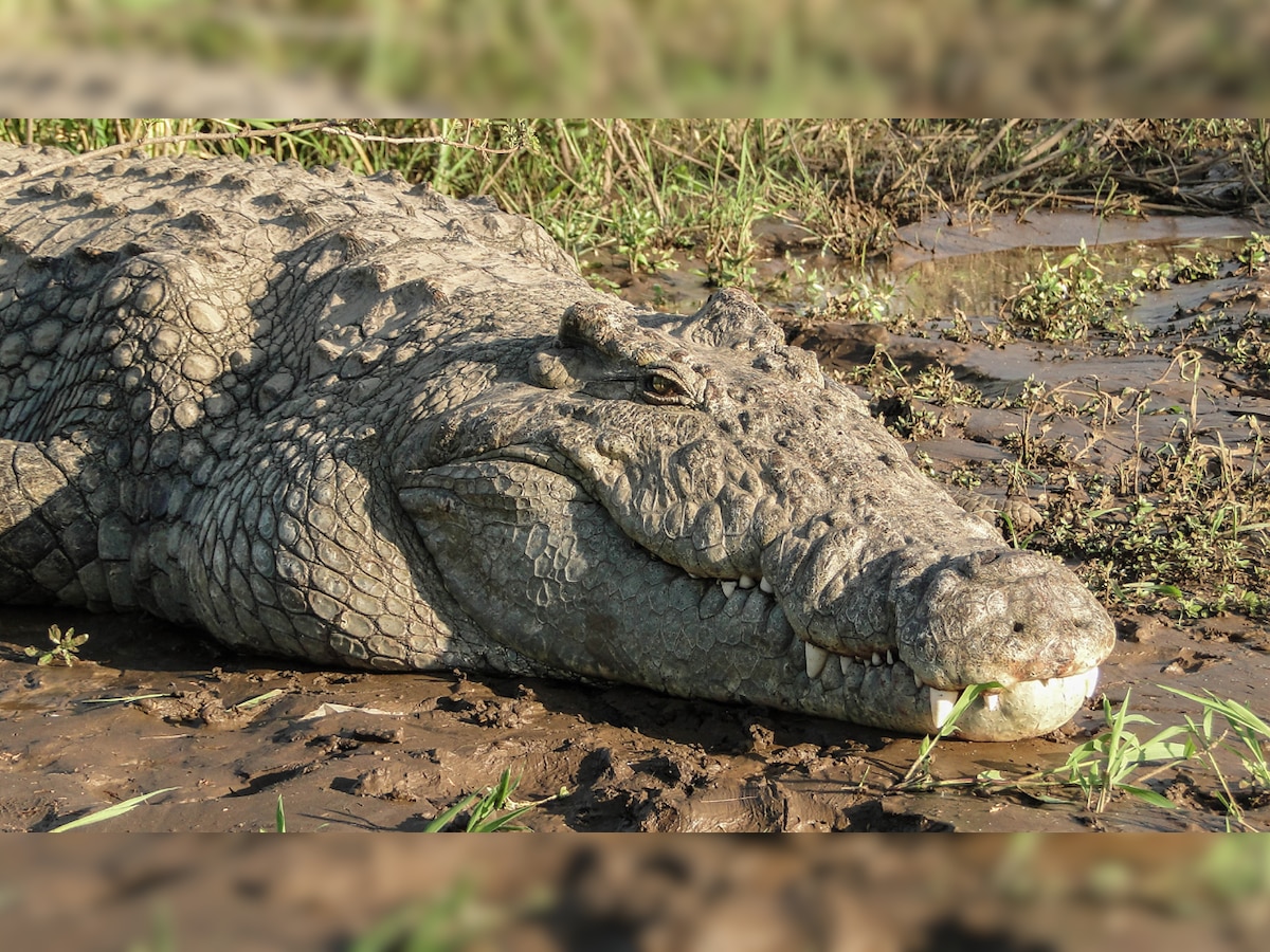 crocodile gustave who killed 300 people is called serial killer | ये है ...