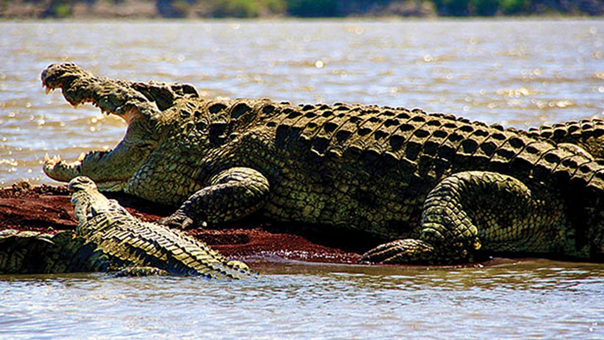 crocodile gustave who killed 300 people is called serial killer | ये है ...