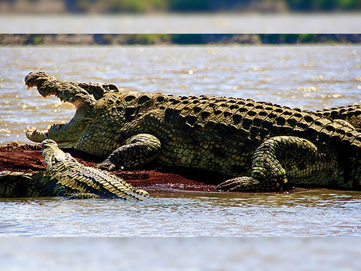 crocodile gustave who killed 300 people is called serial killer | ये है ...