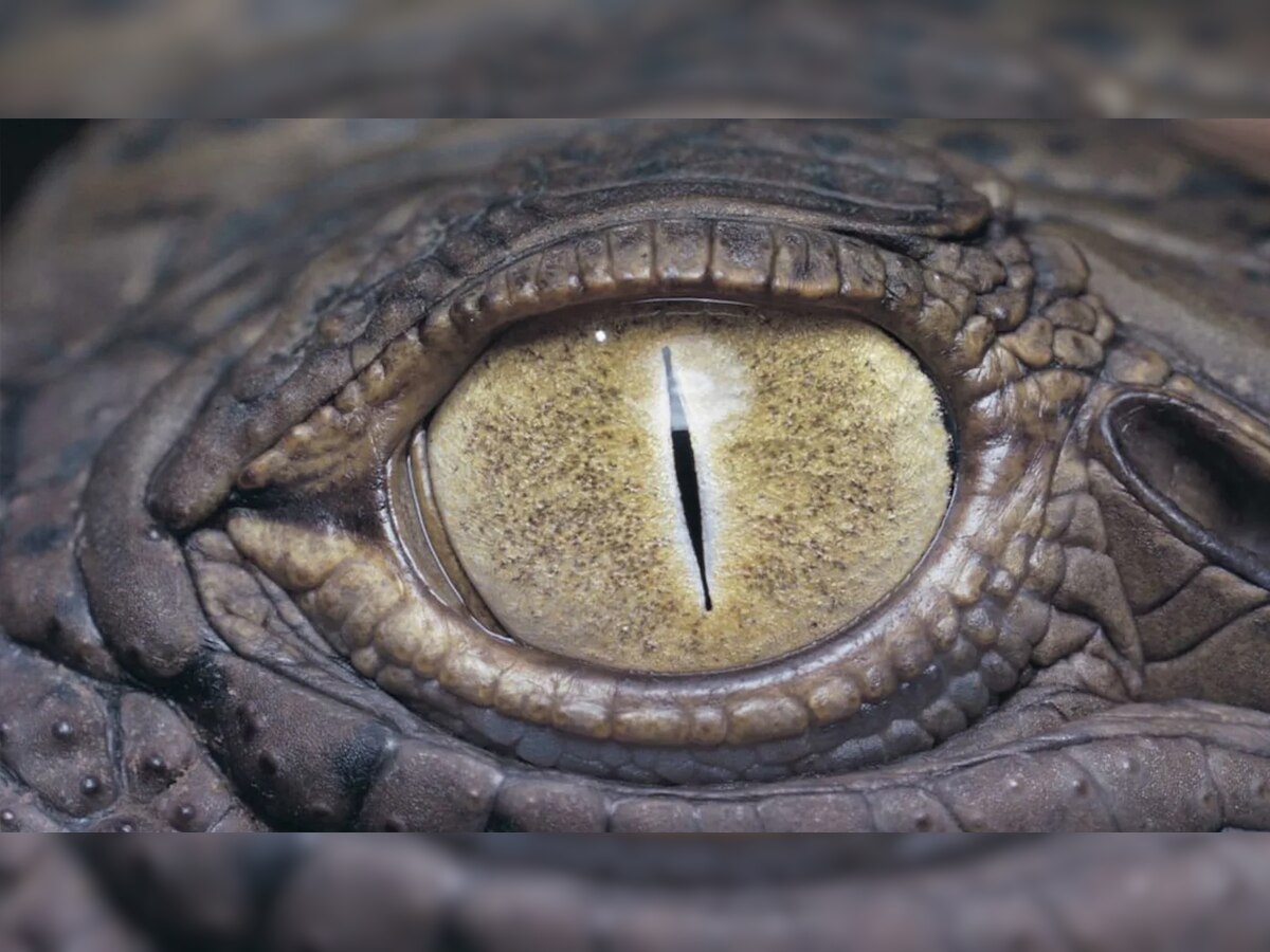 crocodile gustave who killed 300 people is called serial killer | ये है ...