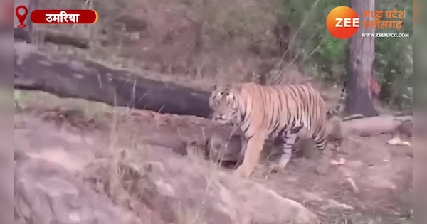 watch dominated tiger video the kingdom of tiger bajrang bandhavgarh ...