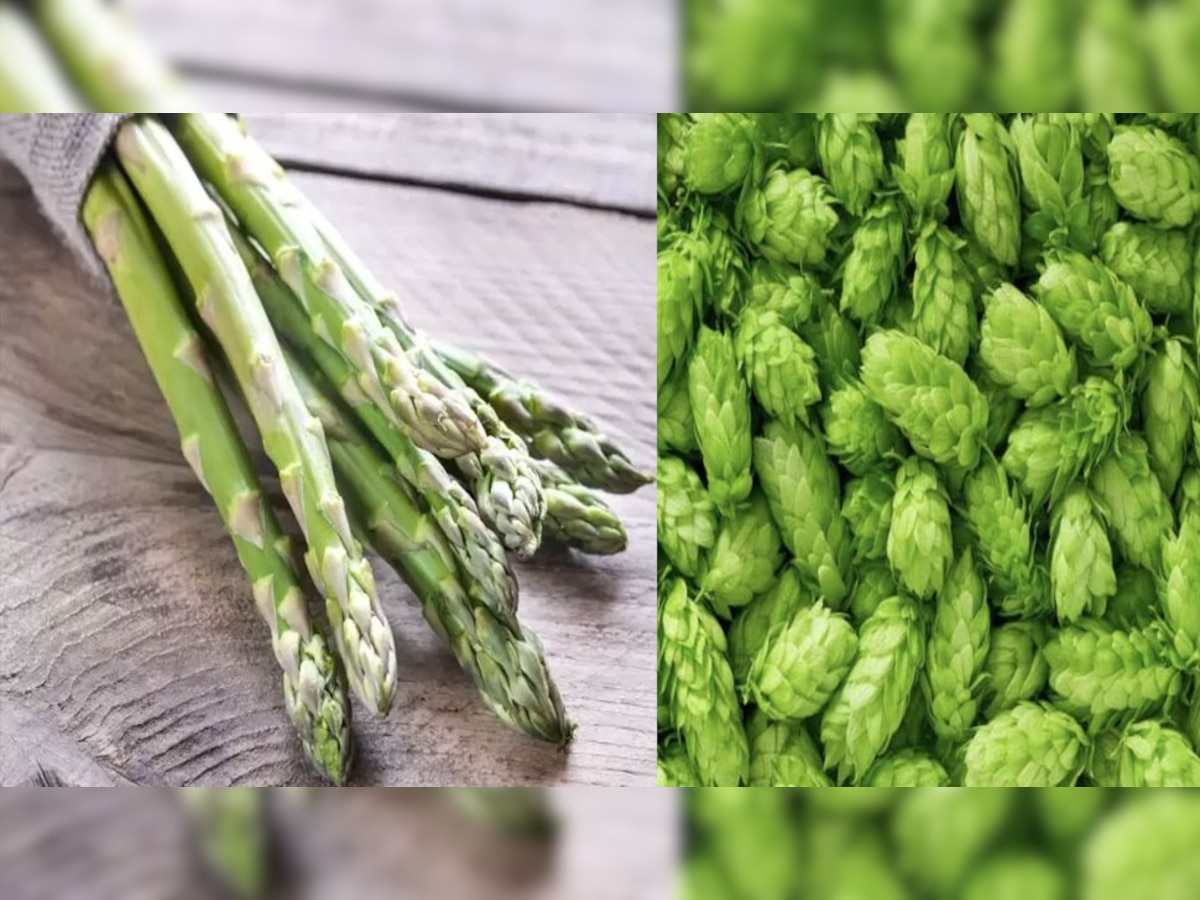 Worlds 6 most expensive vegetables which cost more than a gram of gold ...