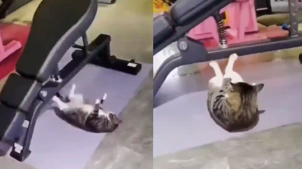 cat doing exercise to make six pack abs goes viral on social media ...