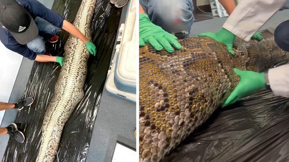 Python swallow a huge Alligator bigger than human ripped open the ...