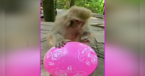 Monkey Funny Video balloon burst on monkeys mouth whil he playing bandar ke muh me fata gubbara ...