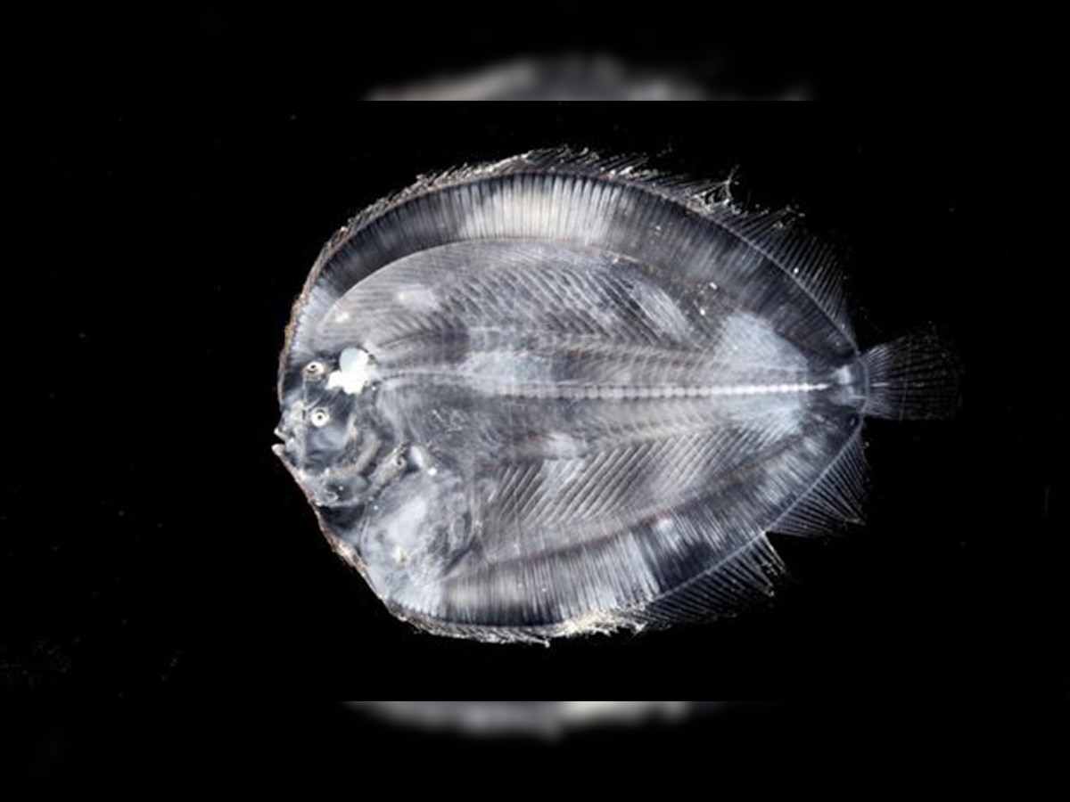 dangerous fish discovered from the mysterious depths of the sea ...