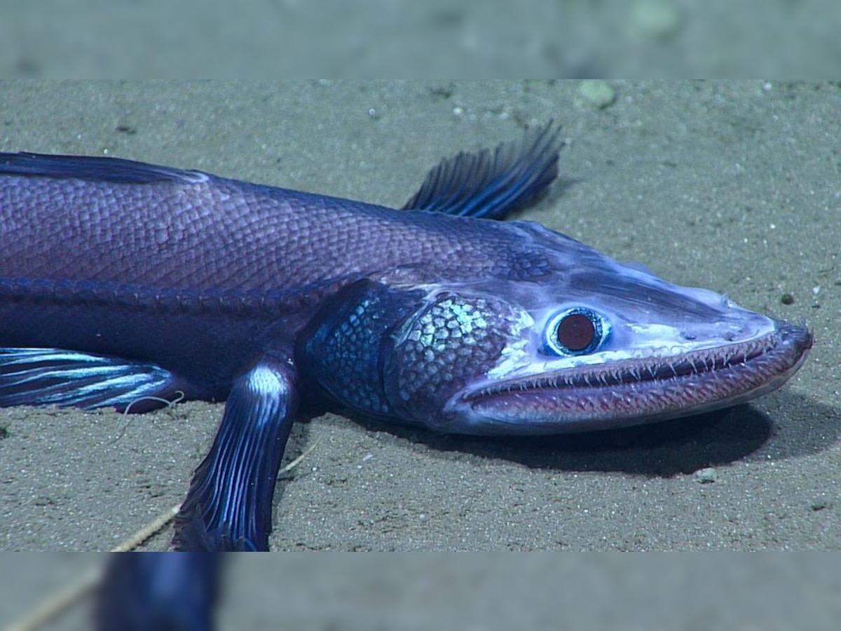 dangerous fish discovered from the mysterious depths of the sea ...