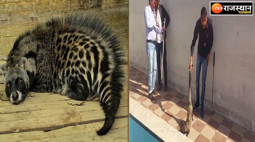 People scared of badger coming in swimming pool in Bhilwara wildlife ...