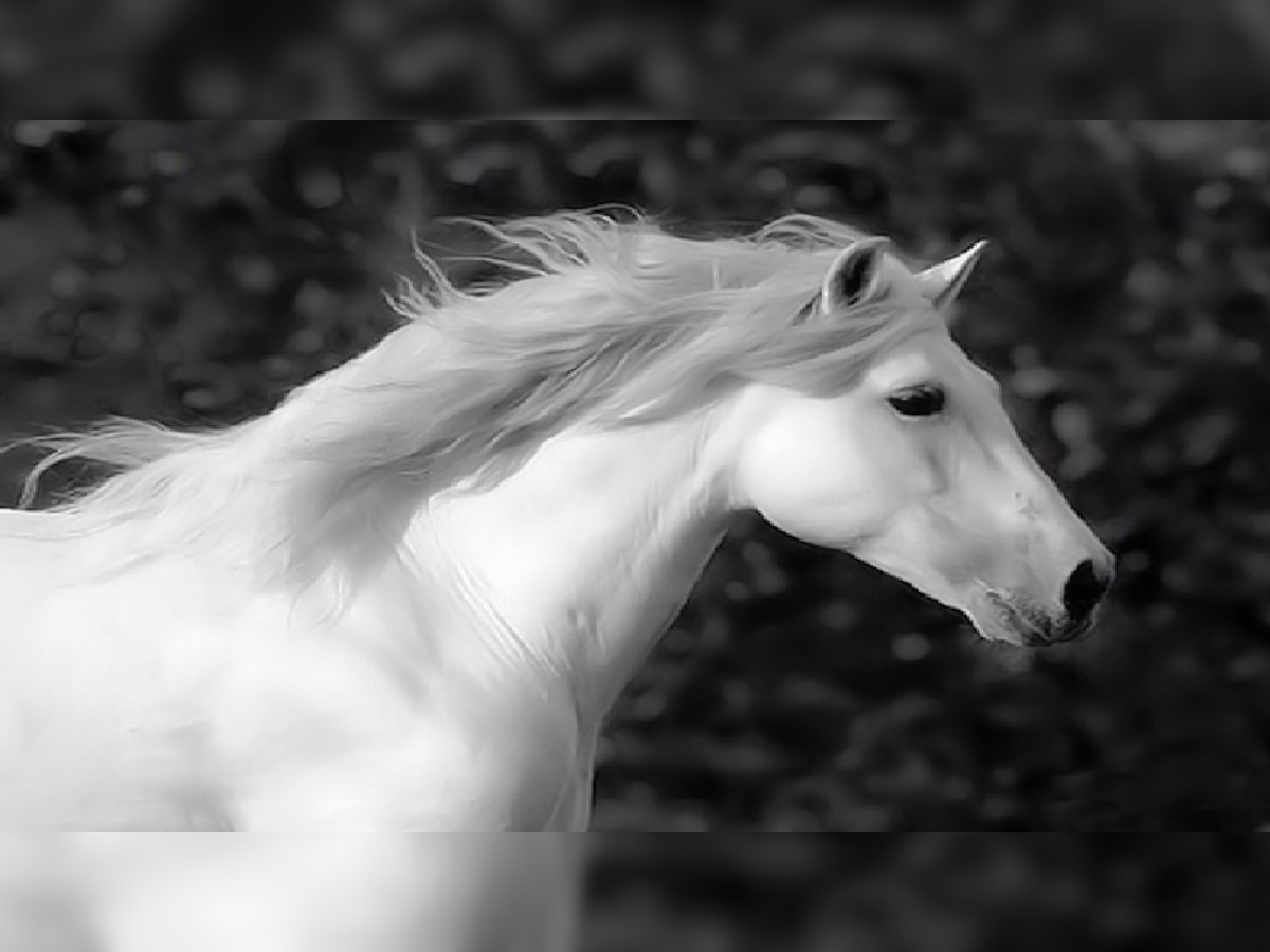 Good Luck Charm: 2023 शुरू होने से पहले घर ले आएं ये शुभ चीजें, पूरे ...