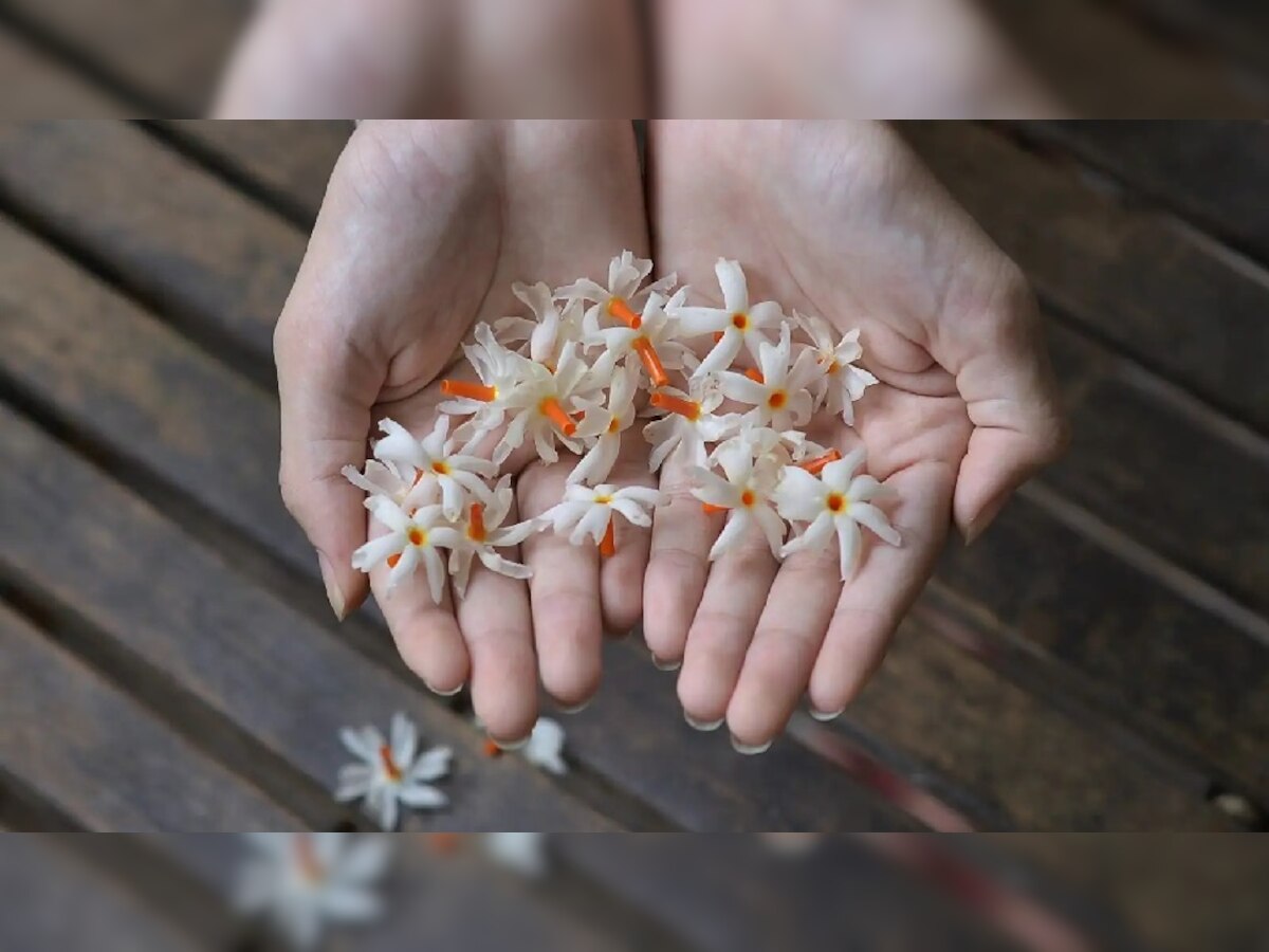 Good Luck Charm: 2023 शुरू होने से पहले घर ले आएं ये शुभ चीजें, पूरे ...