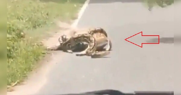 python grabed whole deer within seconds then it escape enyhow on road ...