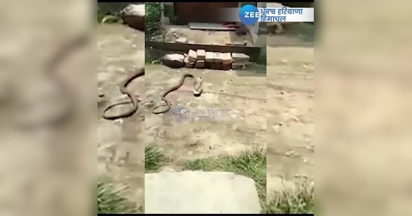 Woman beating snake with slipers, what snake will do with chappal | ਔਰਤ ...