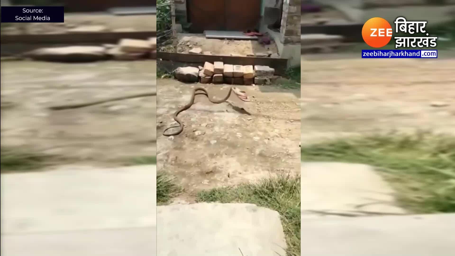snake ran away with sandal which women throw to make him run away ...