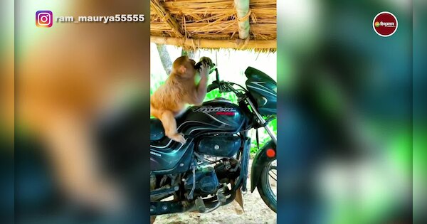 trending Funny Video of a monkey gone mad after seeing own face in ...