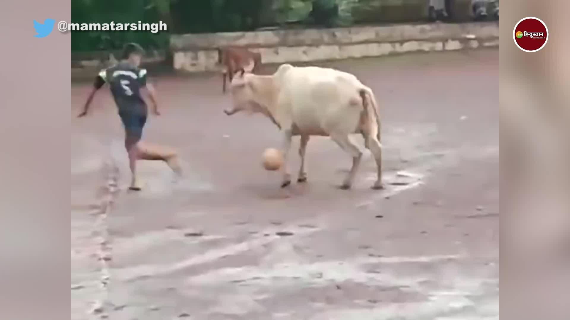 trending video of FIFA Fever Cow Playing Football with boys goes viral ...