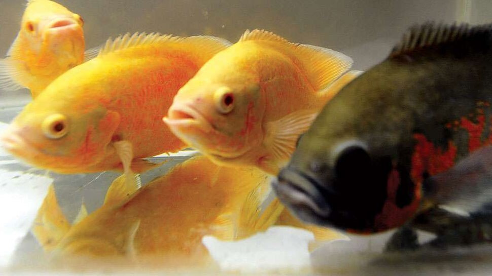 Feng Shui Tips for Fish Aquarium good or bad to die of fishes luck ...