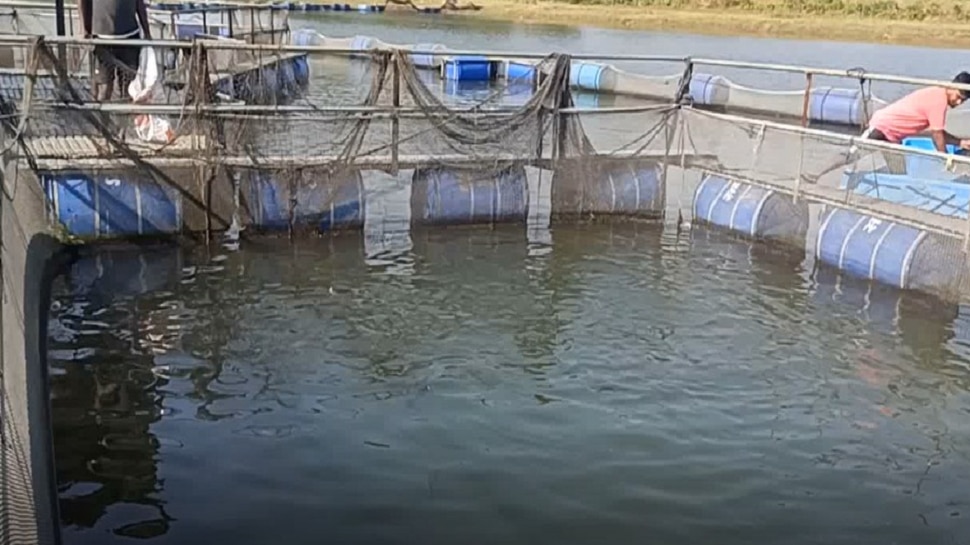 Fish farming became basis of employment in Khunti district ...