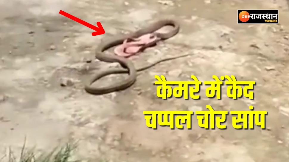 Viral Video Snake ran away with slippers from outside the house the ...