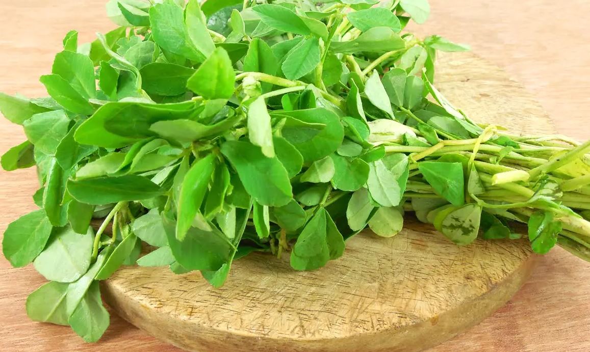 methi ka saag Fenugreek greens are very beneficial if consumed in ...