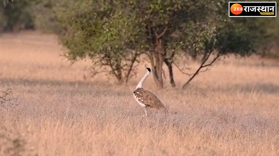 Rajasthan death of state bird Godavan caused a big blow to conservation ...
