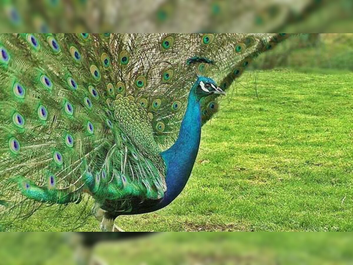 Peacock Astrology Suddenly peacock appears on way is lucky spiritual ...