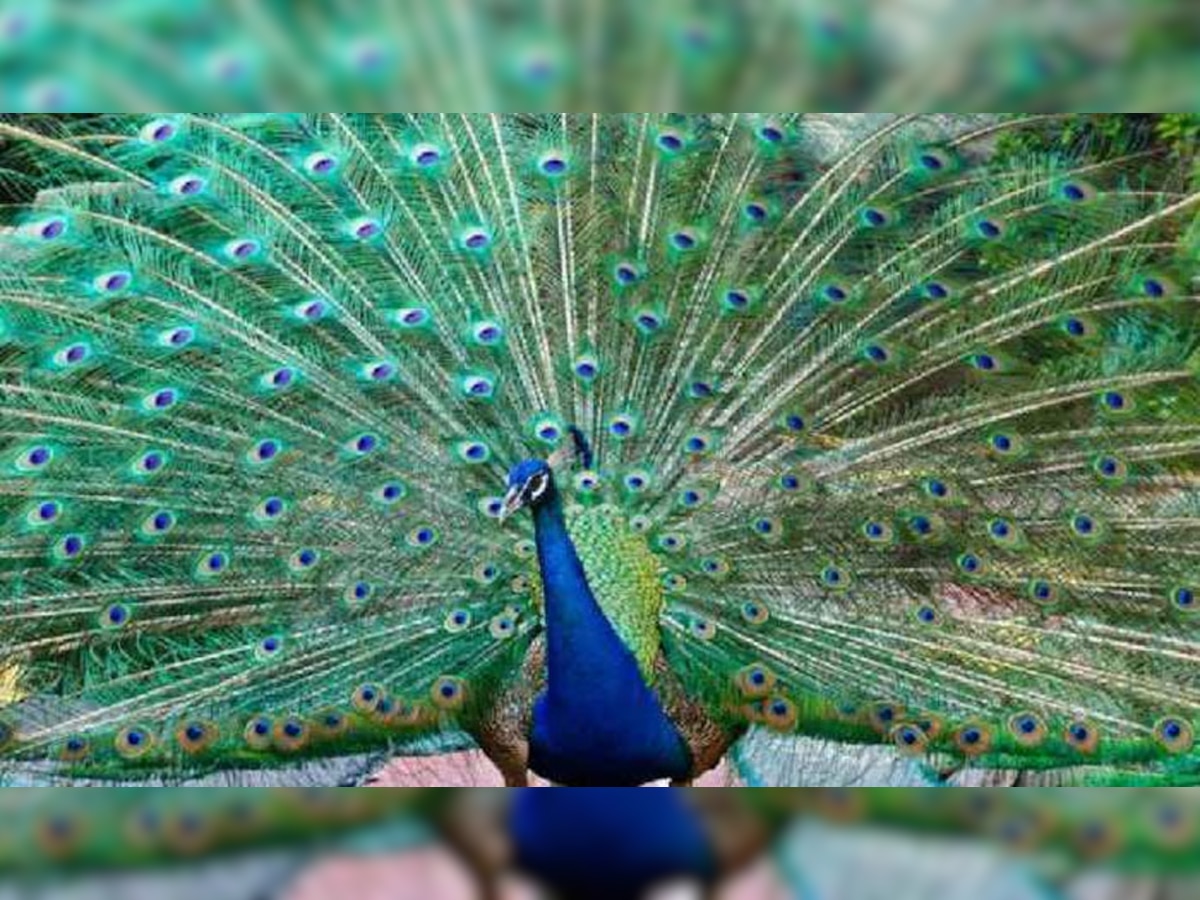 Peacock Astrology Suddenly peacock appears on way is lucky spiritual ...