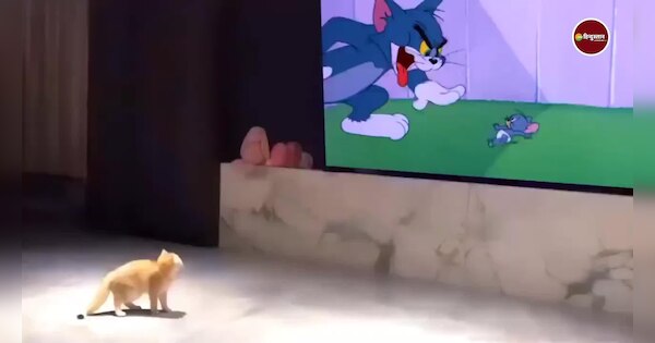 cute cat Skipping rope skills will stunn you | बिल्ली का इससे क्यूट ...