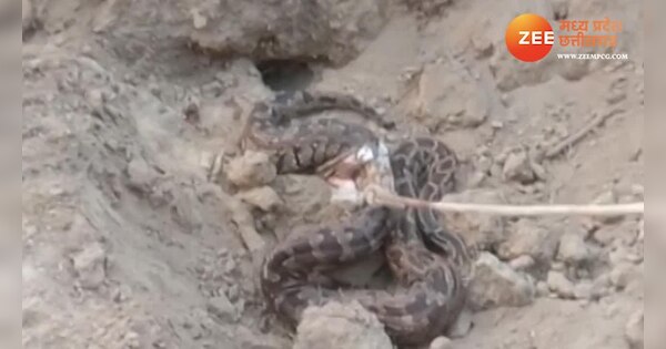 12 feet long python was hidden in a pond of Kaushambi apup | तालाब में ...