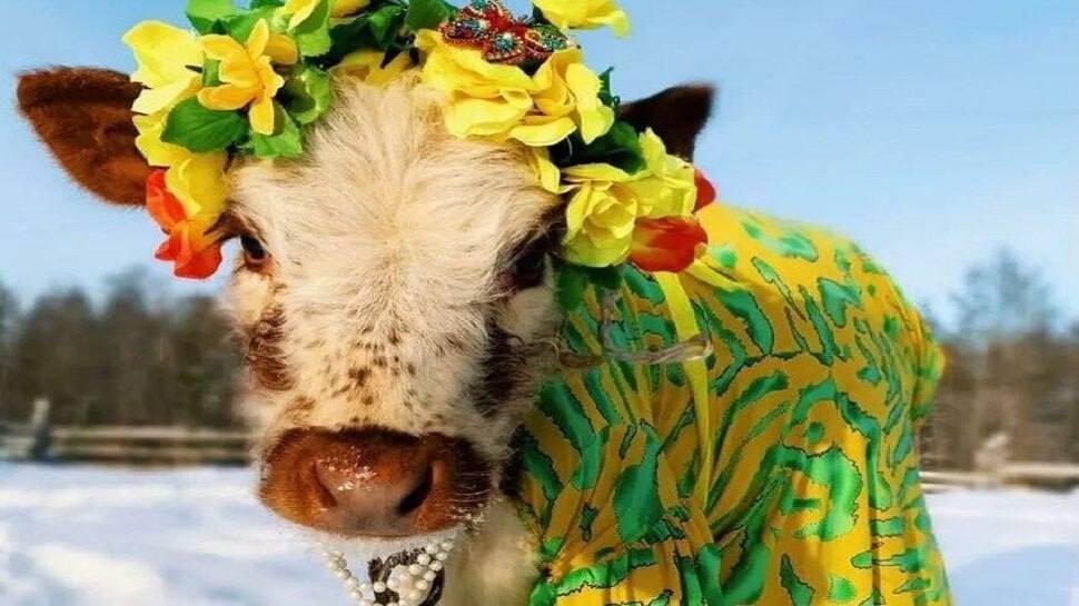 cows beauty competition in russia Michiye mixture of Yakut and Hereford ...