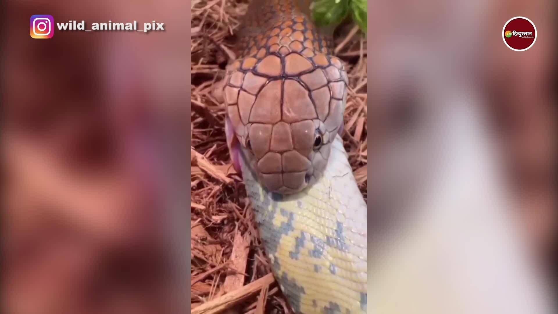 shocking video of king cobra swallowed dangerous snake alive goes viral ...